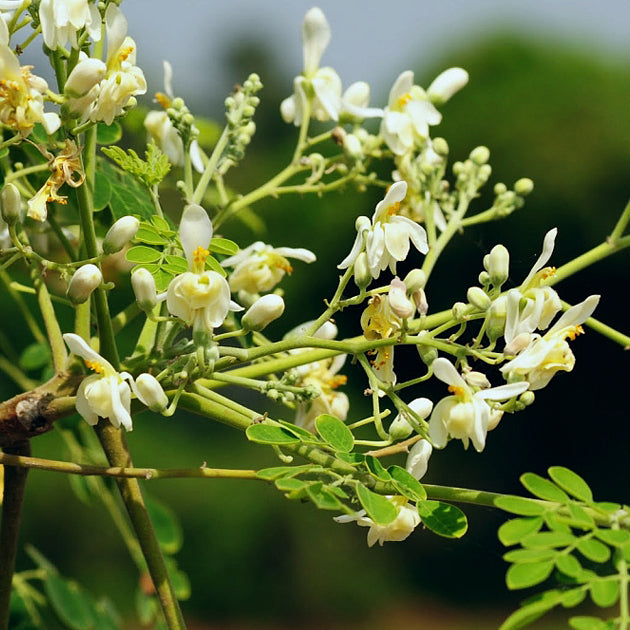 Moringa Tree Active: Nourishing Baby's Wellbeing